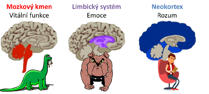 Když mozek pracuje přes čas :: petrafritsch